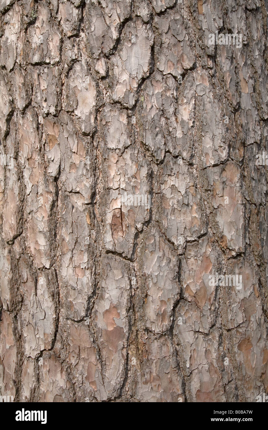 Bark of a tree Stock Photo - Alamy