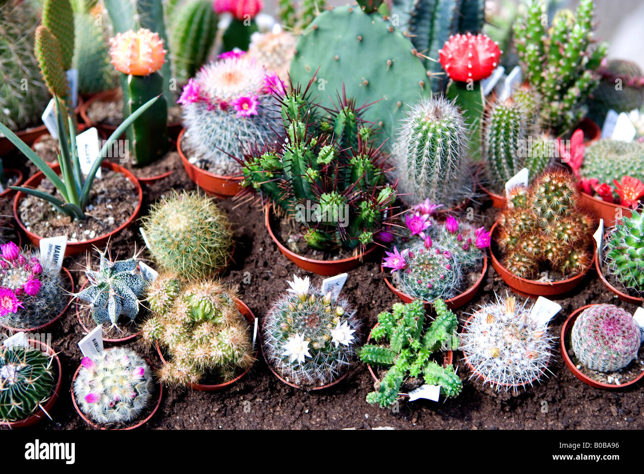 Succulents hi-res stock photography and images - Alamy
