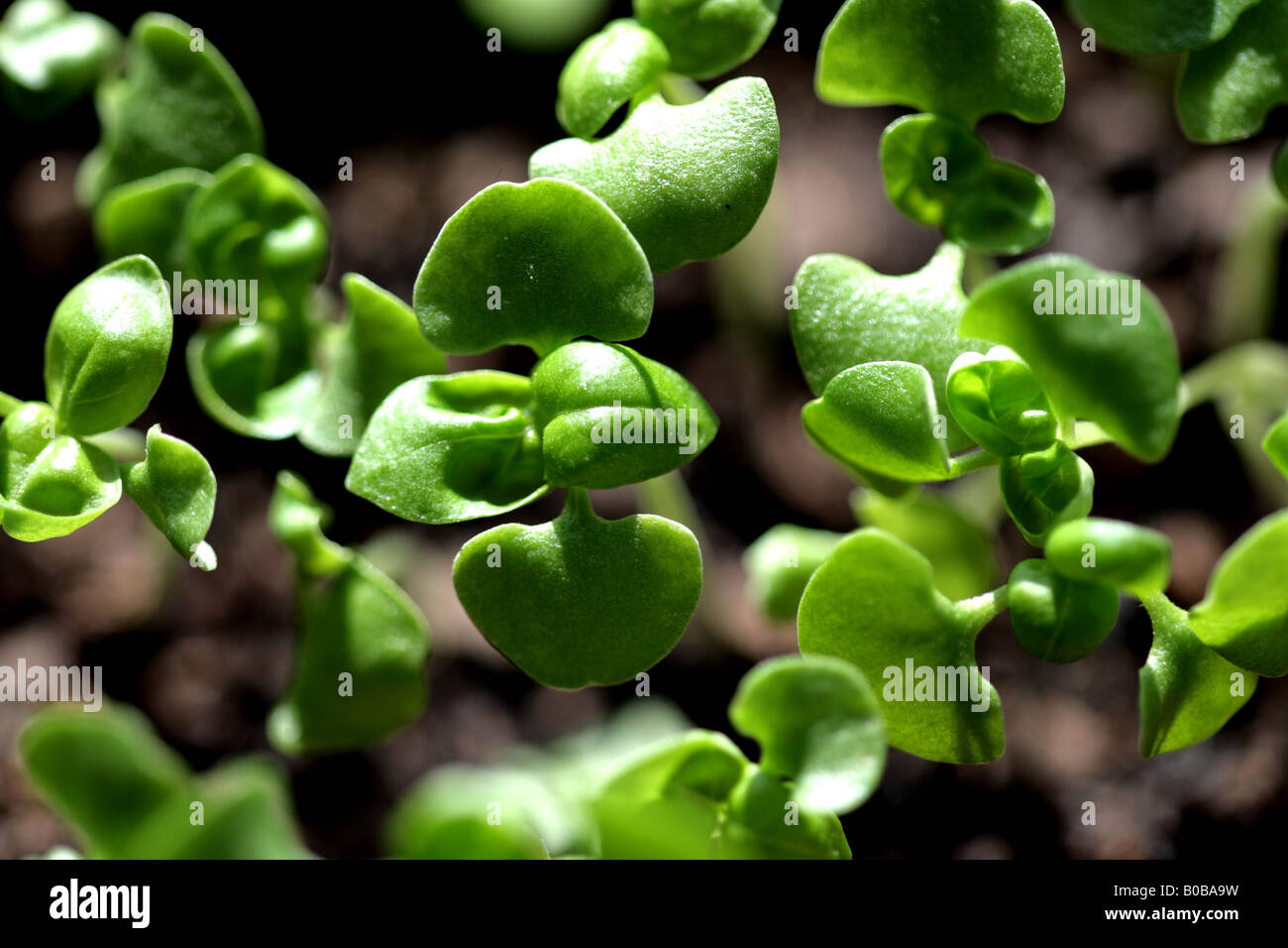 YOUNG BASIL SHOOTS Stock Photo - Alamy