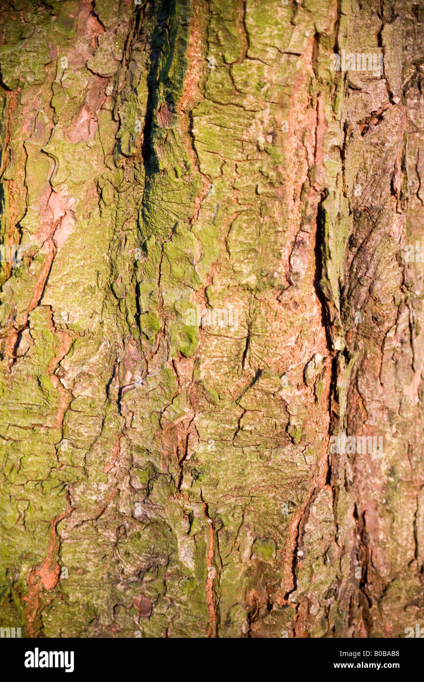 Bark texture of a Beech Tree Stock Photo - Alamy