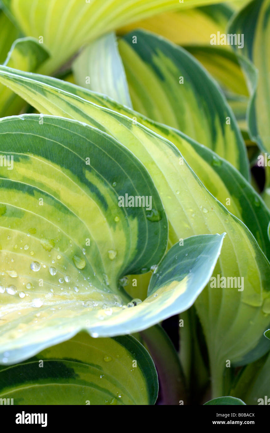 Hosta variegated leaf hi-res stock photography and images - Alamy