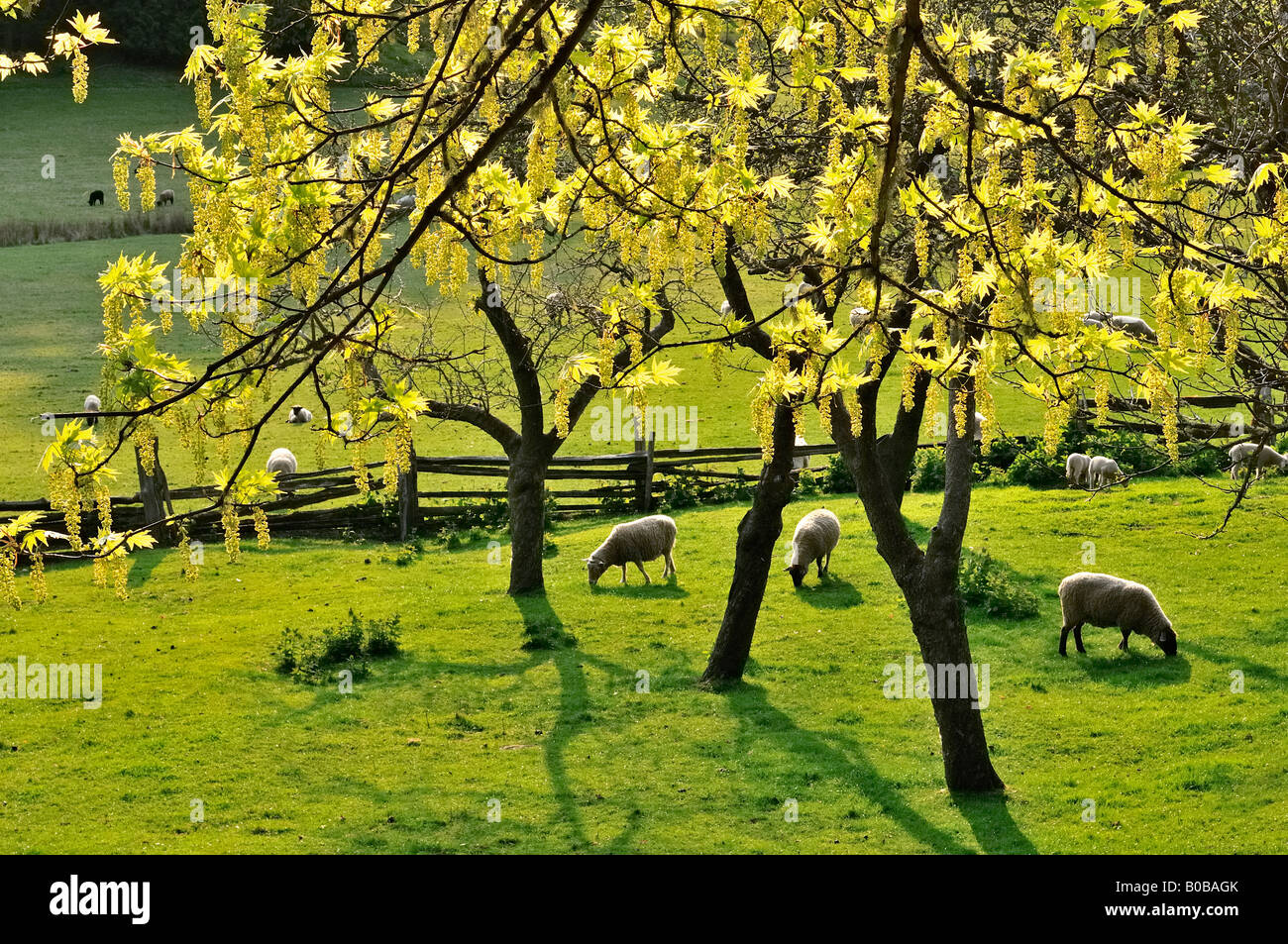 Farming grazing ruckle provincial park agriculture salt spring island ...