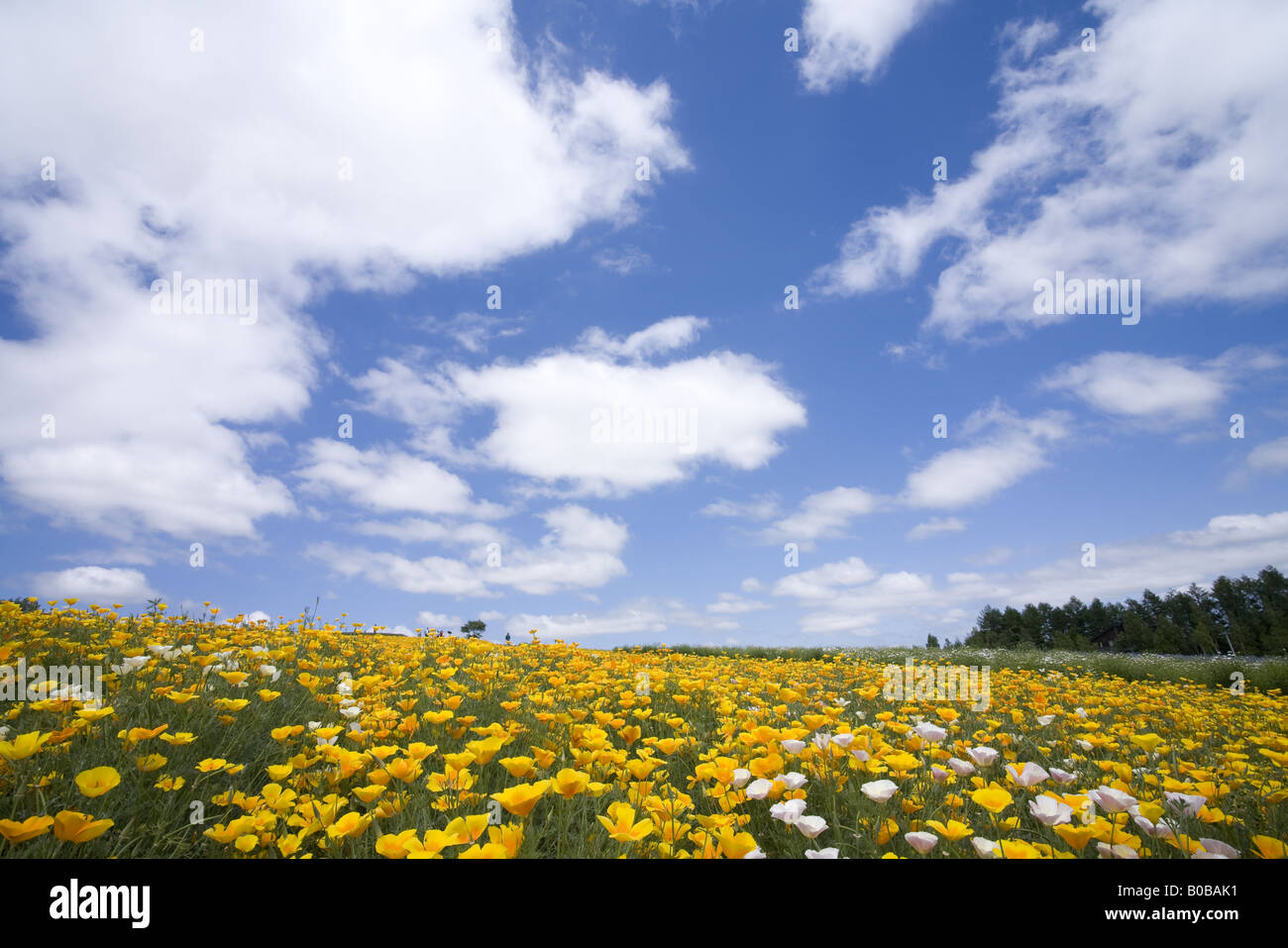 Yellow flower fields Stock Photo - Alamy