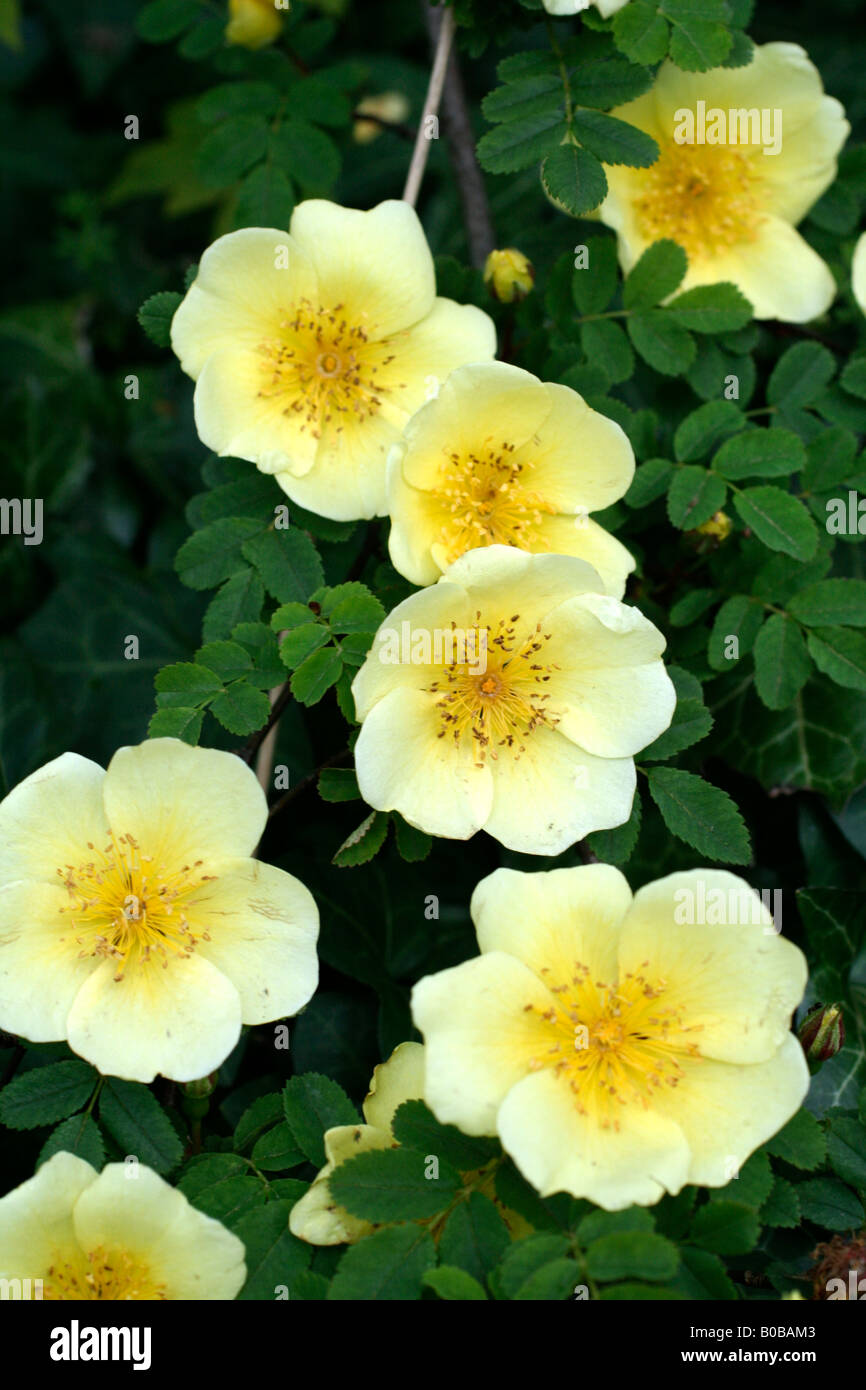 ROSA CANARY BIRD Stock Photo - Alamy