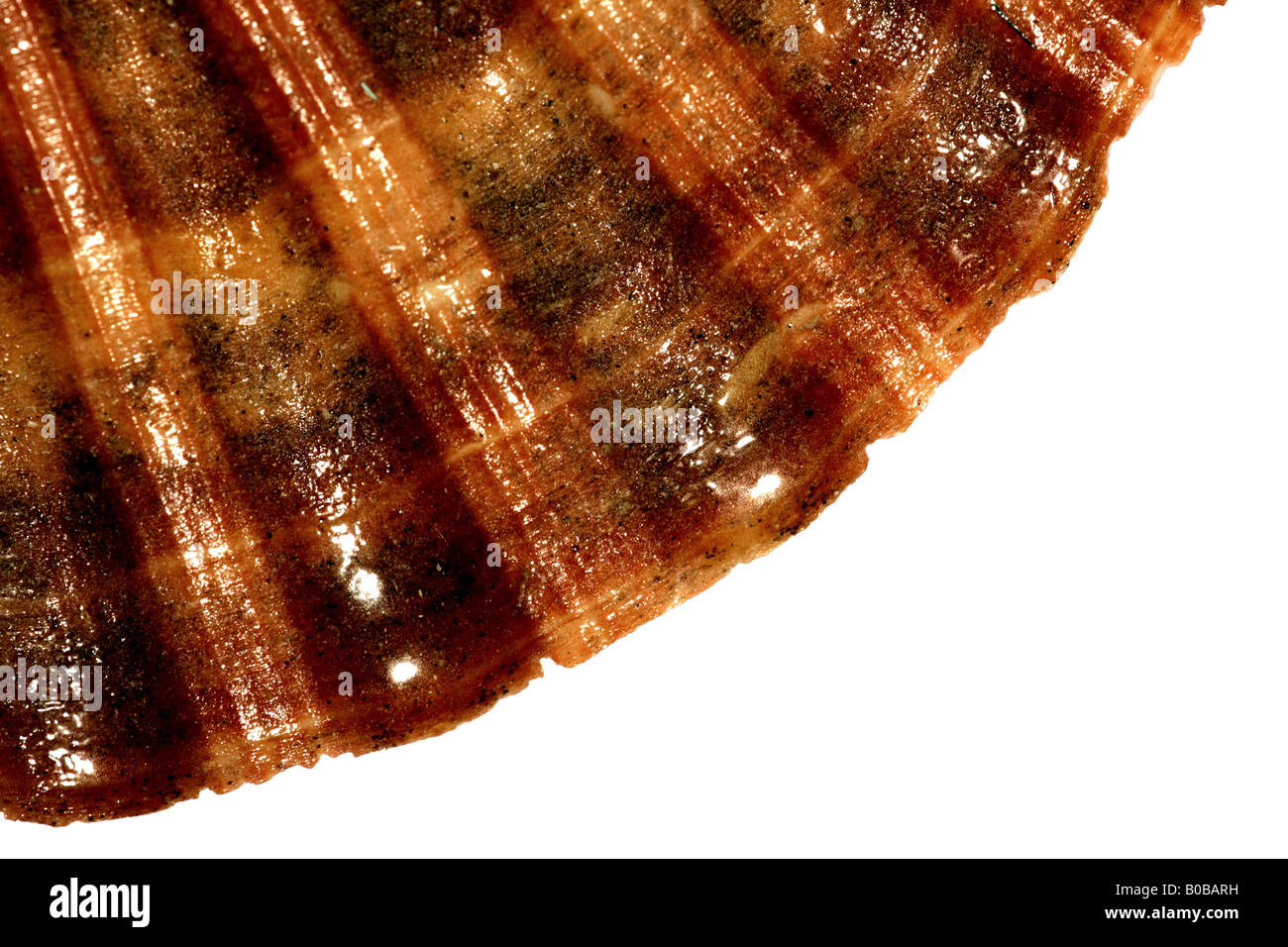 Shell midden scotland hi-res stock photography and images - Alamy