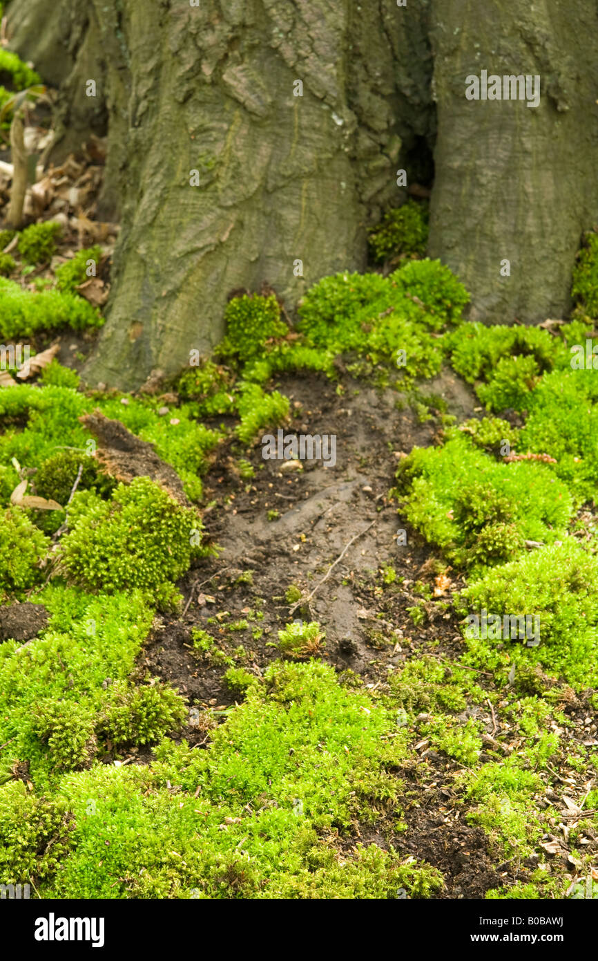 Mossy tree roots, UK Stock Photo - Alamy