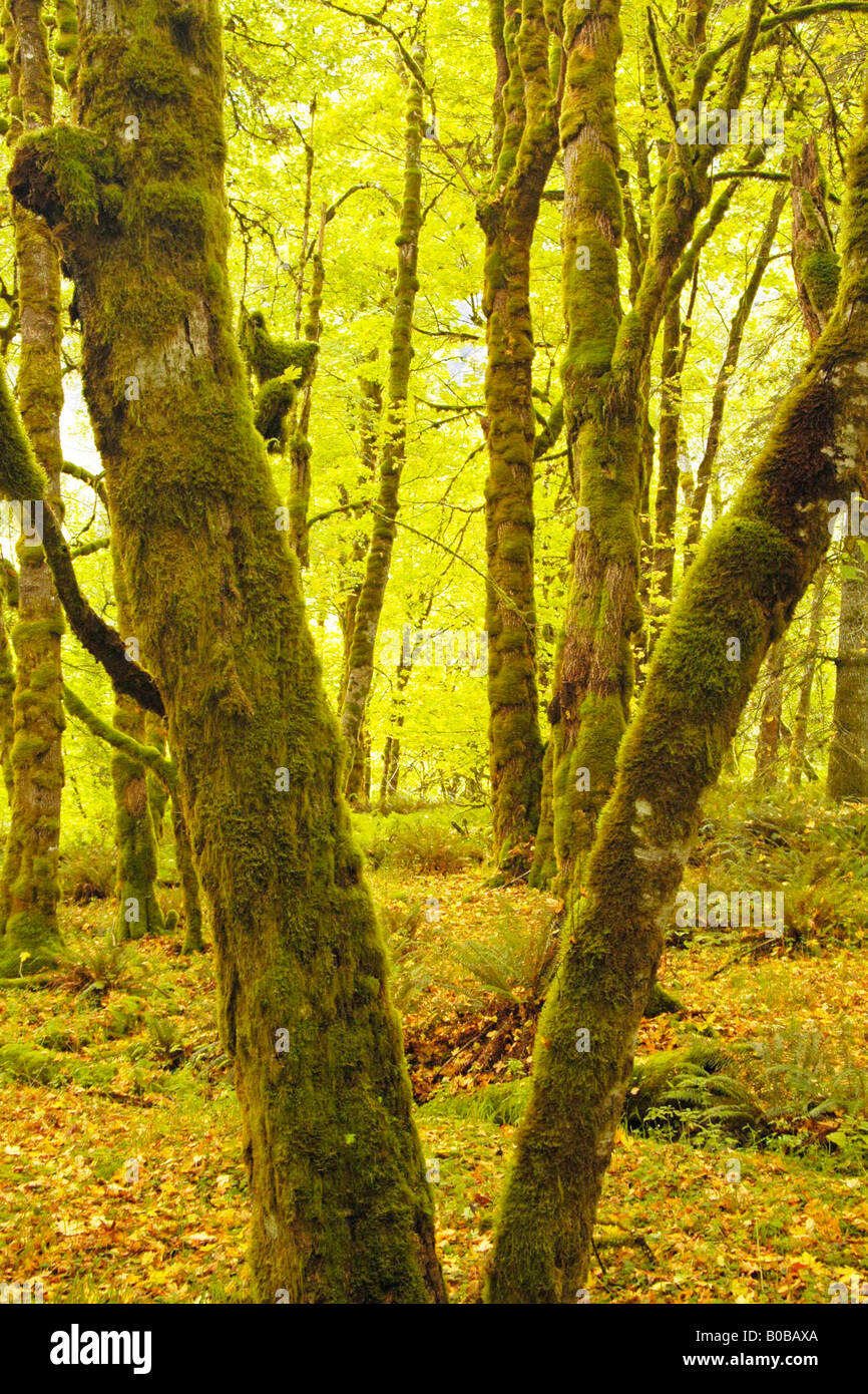 Elk river dam hi-res stock photography and images - Alamy