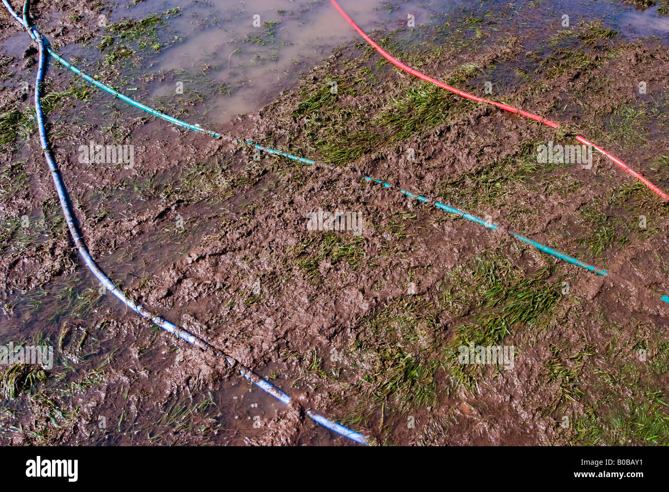 Colored water hoses laying on the ground Stock Photo - Alamy