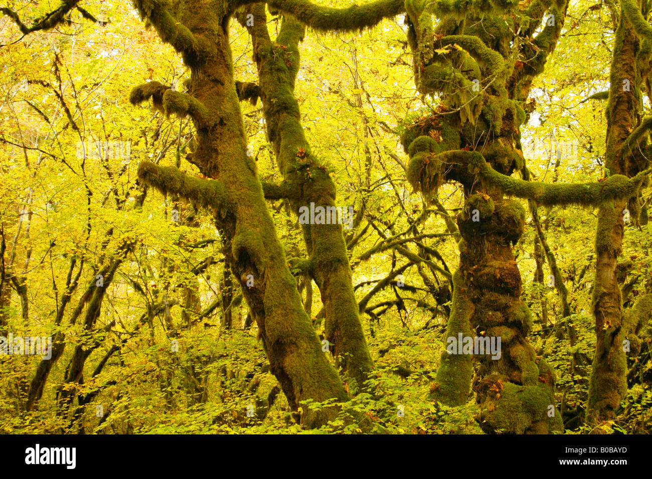 Elwha River basin in fall, Olympic National Park, Washington state ...