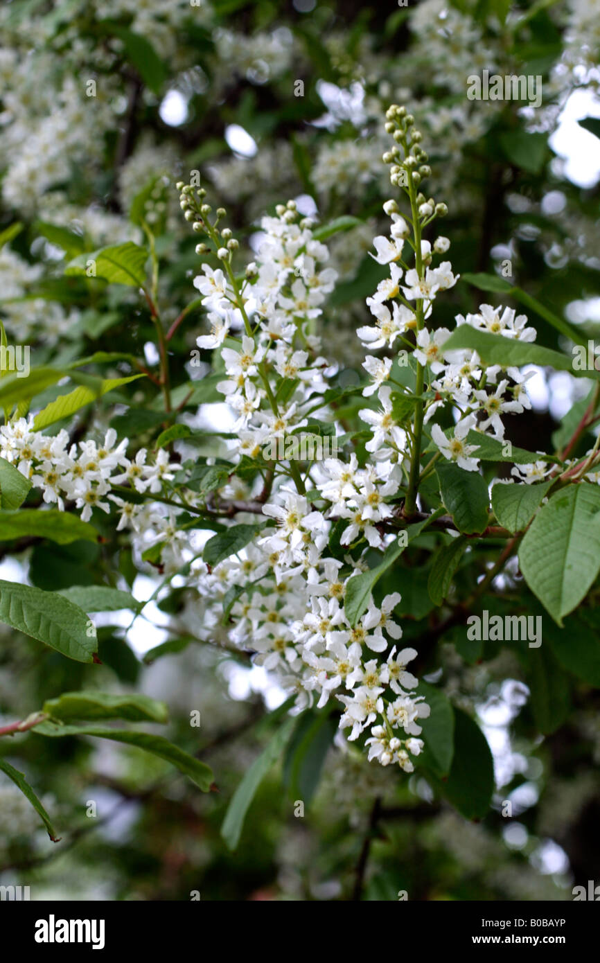 Prunus padus bird hi-res stock photography and images - Alamy
