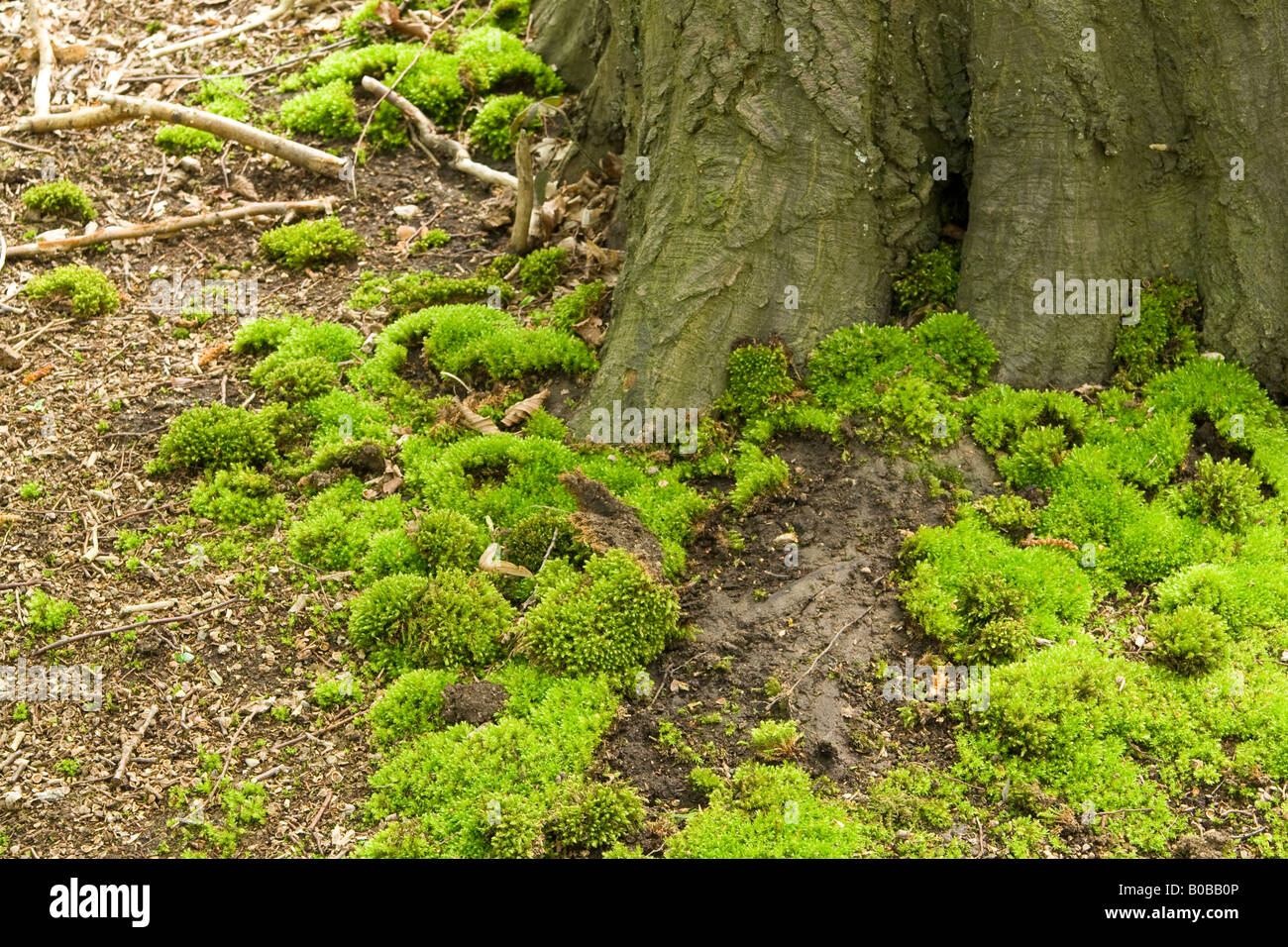 Mossy tree roots, UK Stock Photo - Alamy