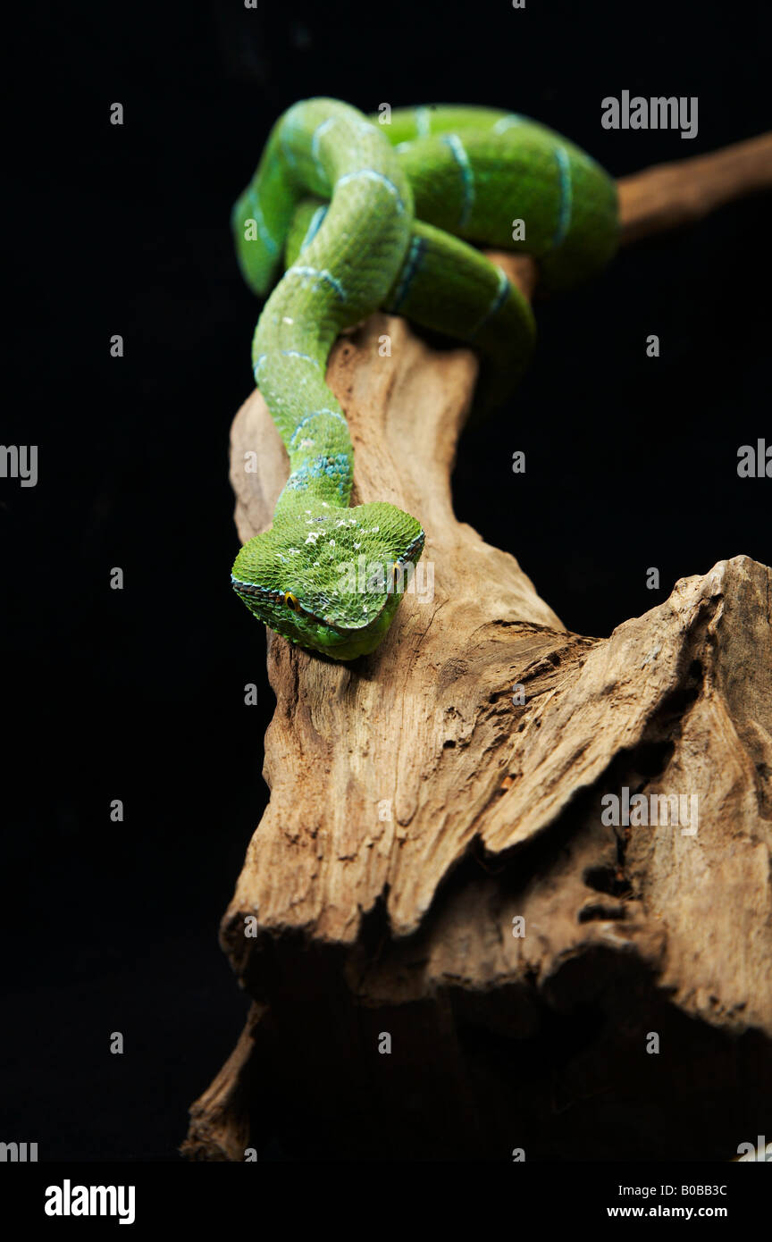 Pit Viper coiling down the branch Stock Photo - Alamy