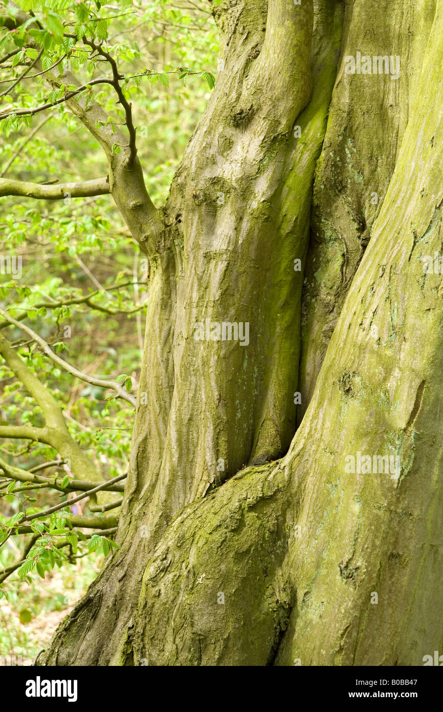 Right Triangles In Nature