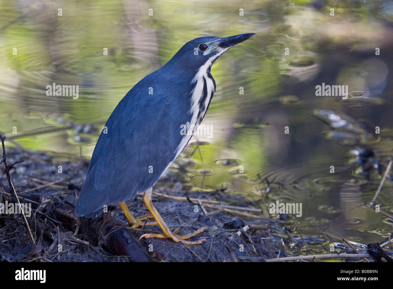 Dwarf Bittern Botswana Stock Photo - Alamy
