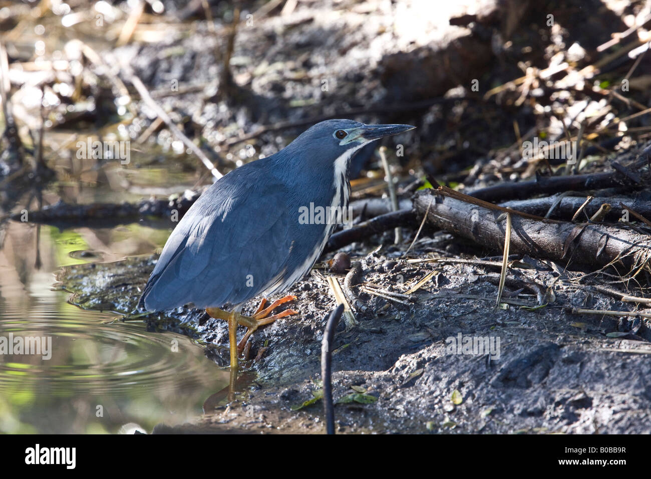 Dwarf bittern hi-res stock photography and images - Alamy
