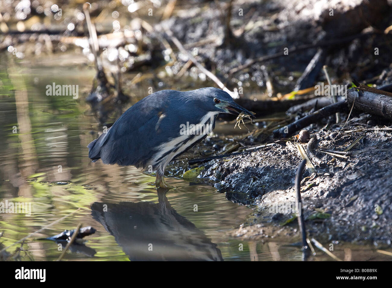 Dwarf Bittern with food Stock Photo - Alamy