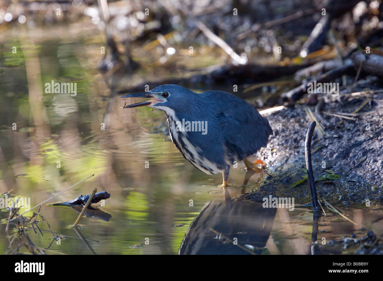 Adult Dwarf Bittern Botswana Stock Photo - Alamy