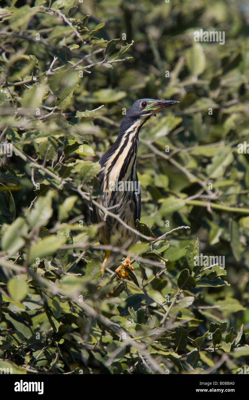 Dwarf bittern hi-res stock photography and images - Alamy