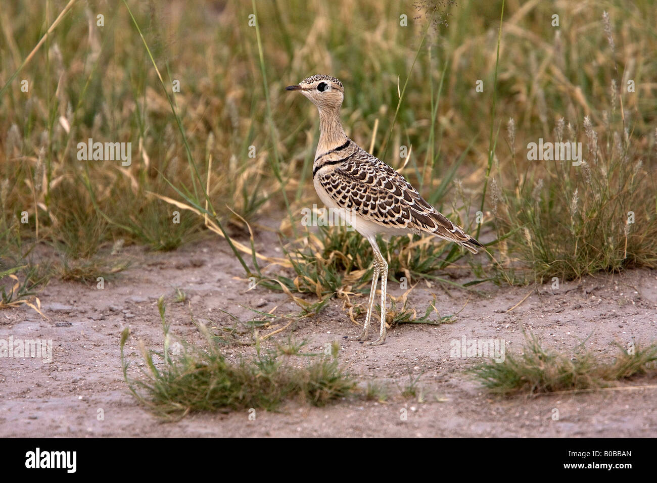 Two banded courser hi-res stock photography and images - Alamy