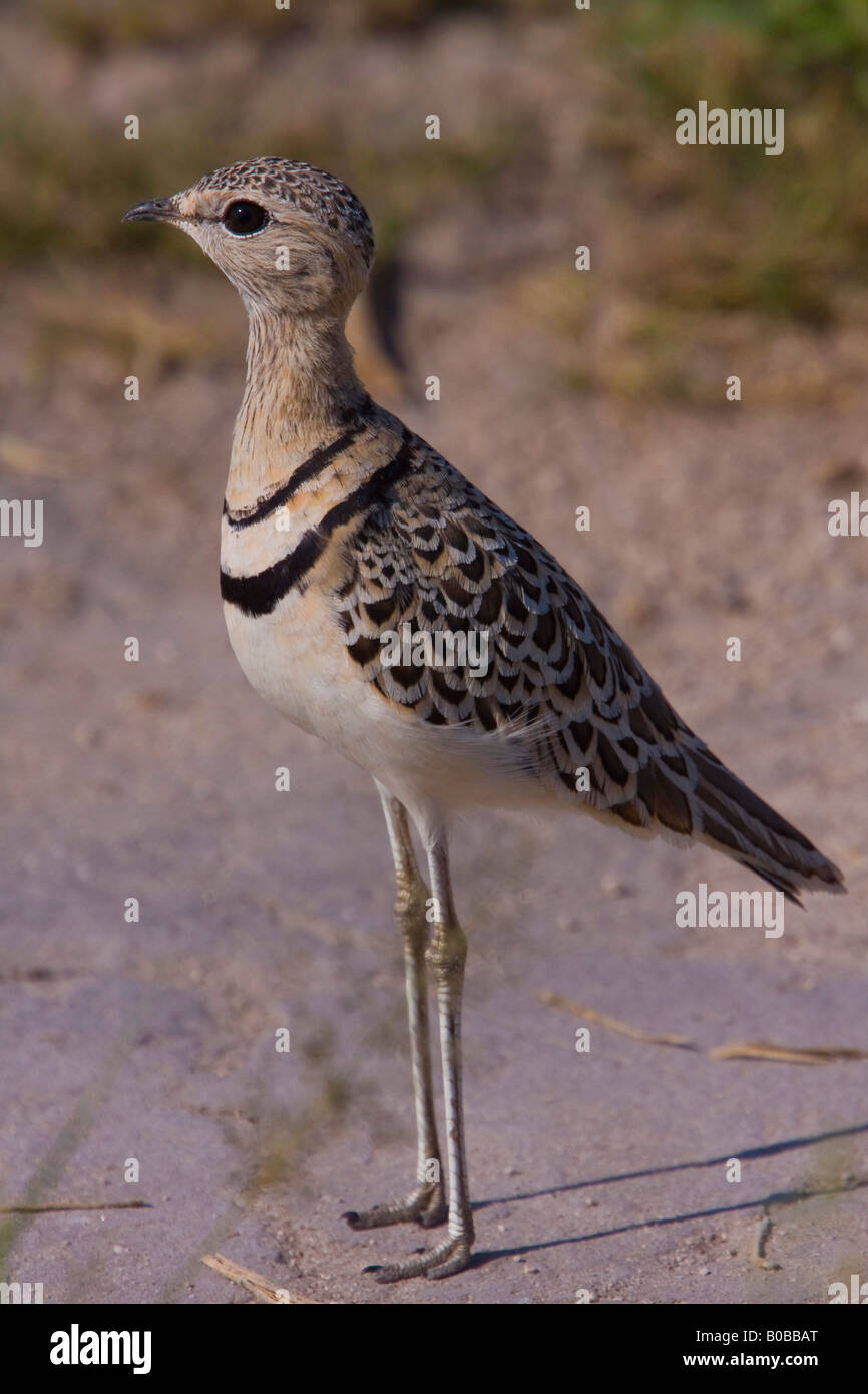 Two banded courser hi-res stock photography and images - Alamy