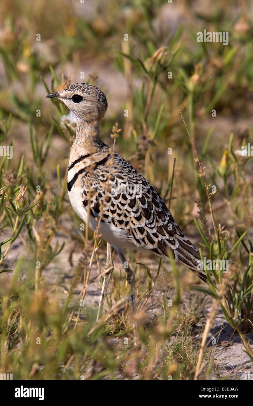 Two banded courser hi-res stock photography and images - Alamy