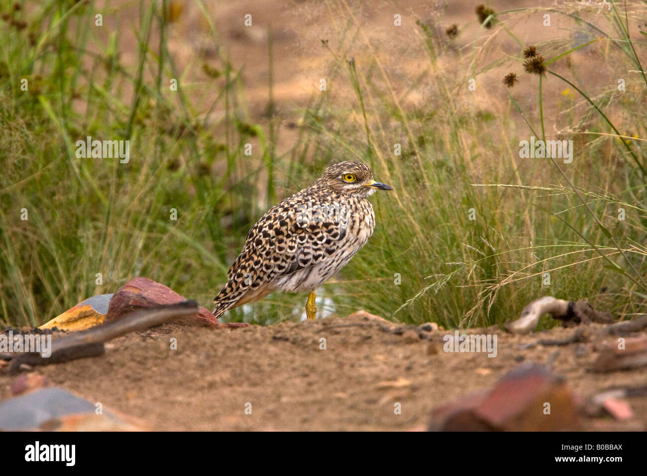 Spotted dikkop hi-res stock photography and images - Alamy