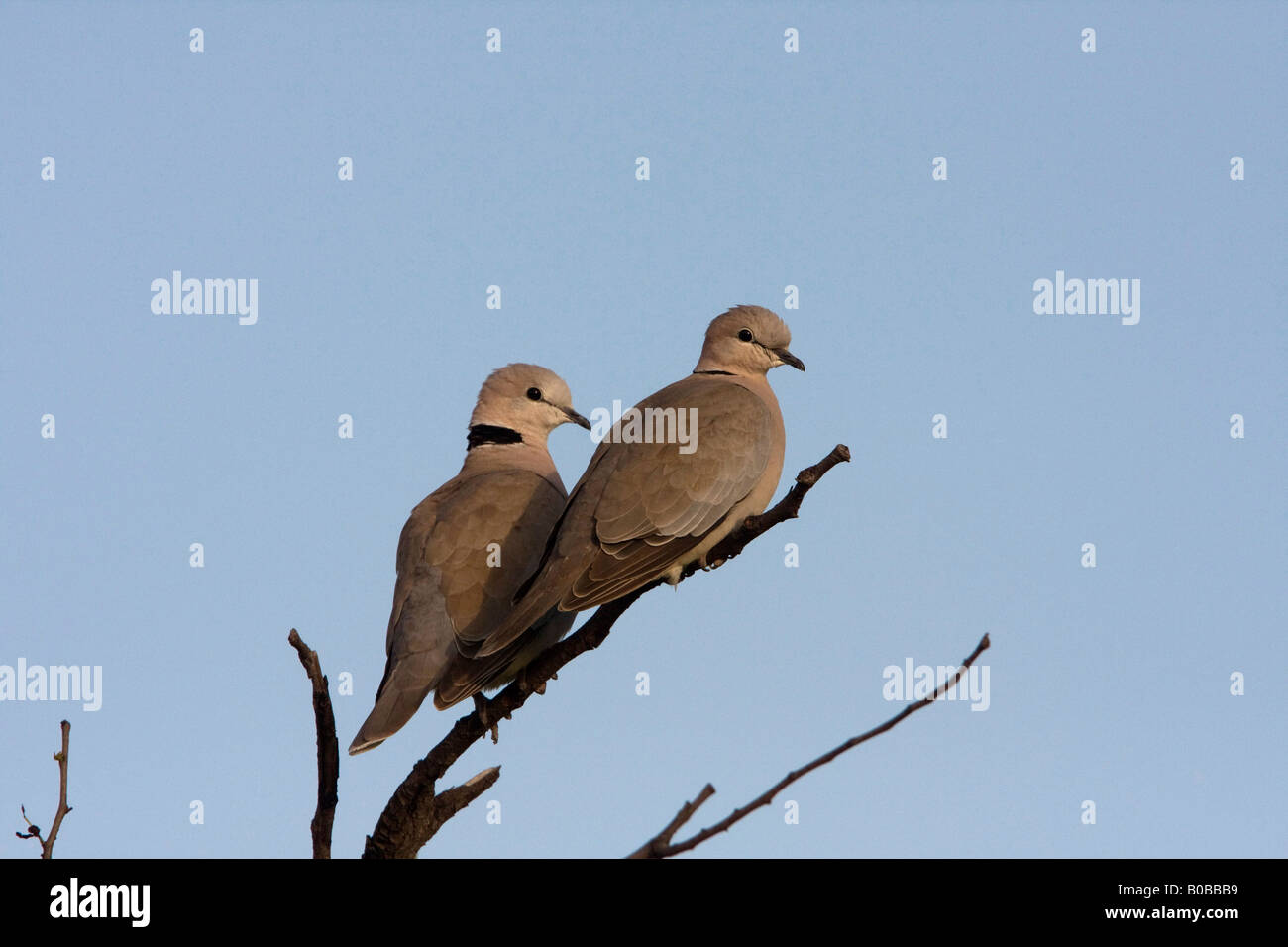 The turtle doves hi-res stock photography and images - Alamy
