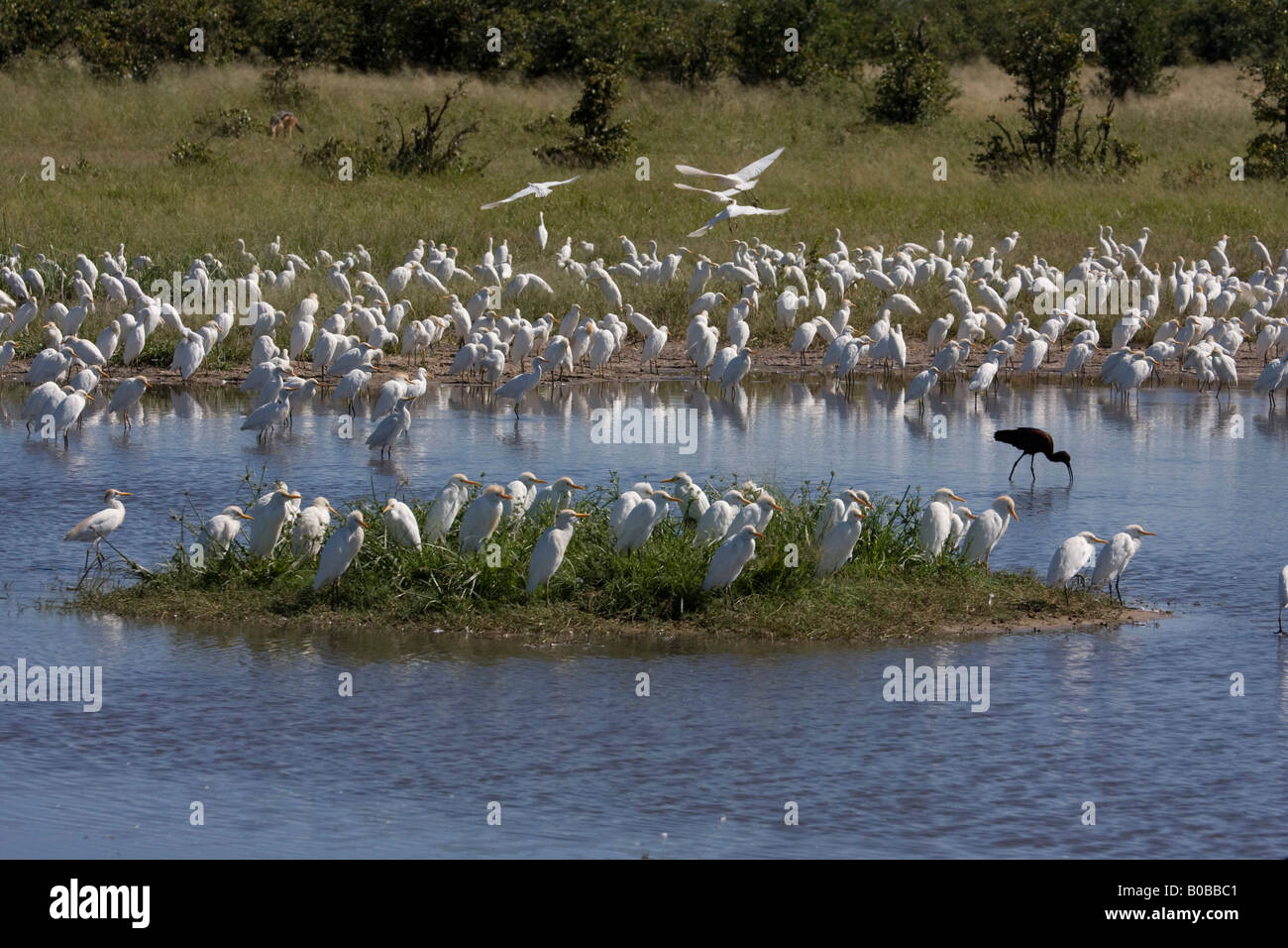 flock of cattle egrets with single glossy ibis Stock Photo - Alamy