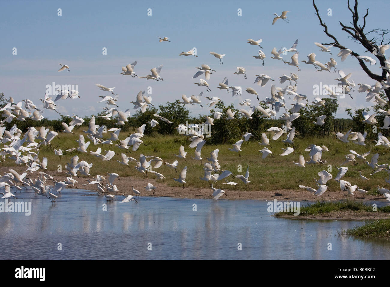 flock of flying cattle egrets Stock Photo - Alamy