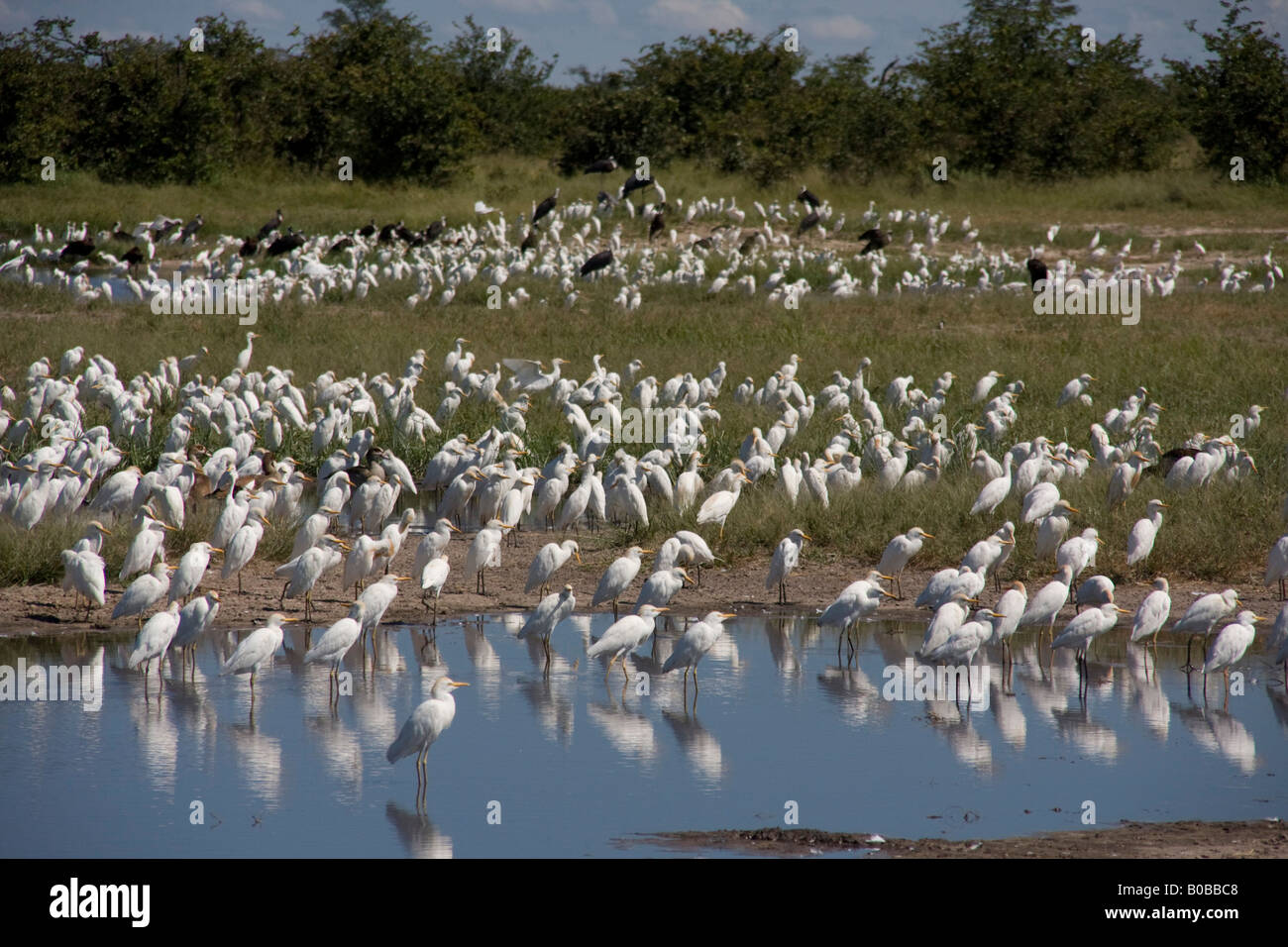 Cattle Egrets with some woollynecked storks Stock Photo - Alamy