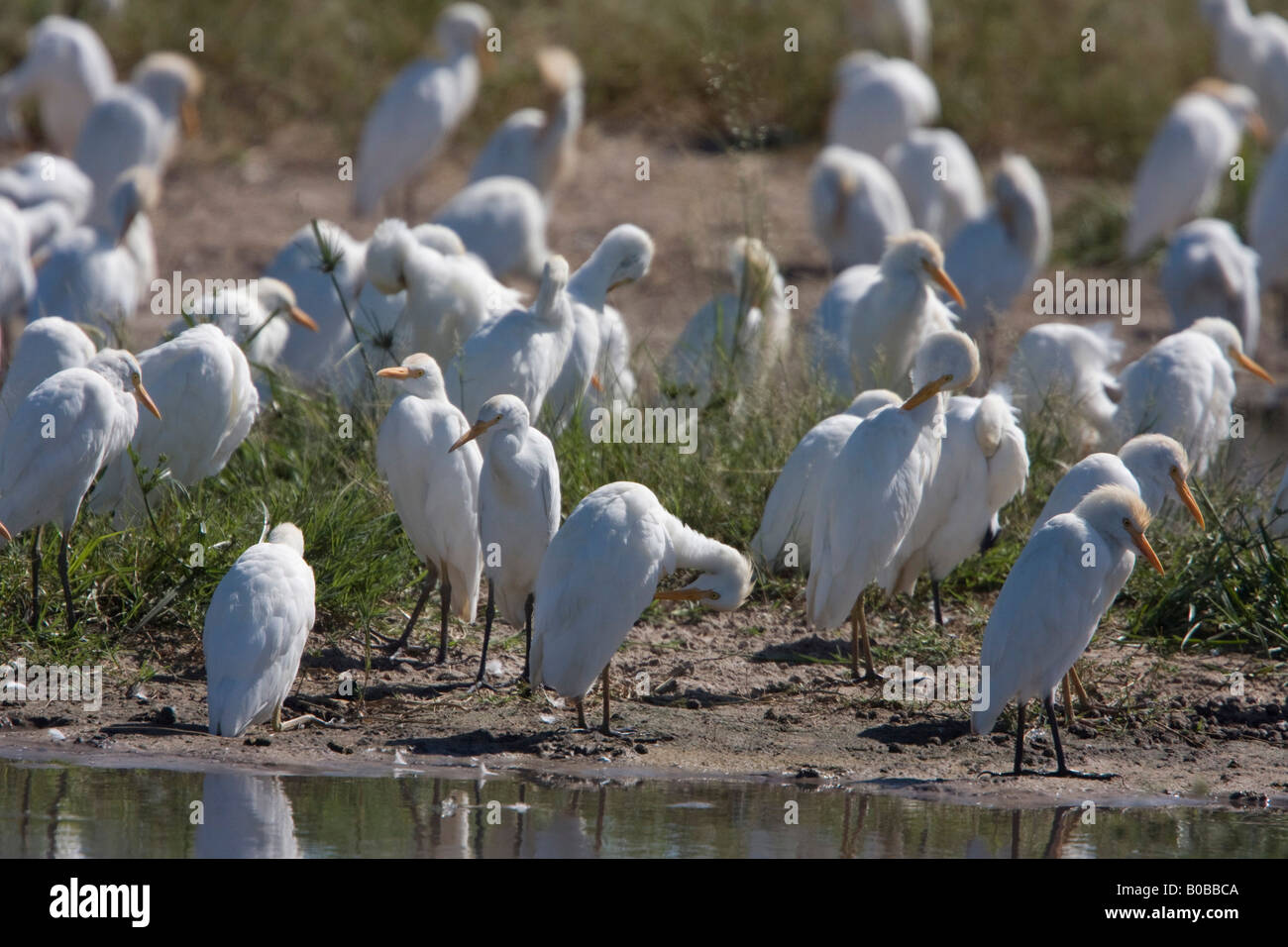 Cattle Egret group Stock Photo - Alamy