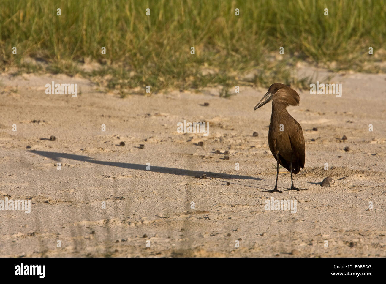 Hamerkop scopus umbretta botswana hi-res stock photography and images ...