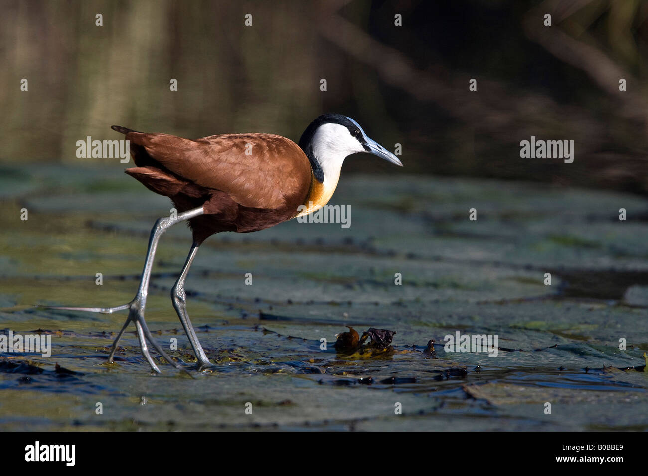 African Jacana walking on lilies Stock Photo - Alamy