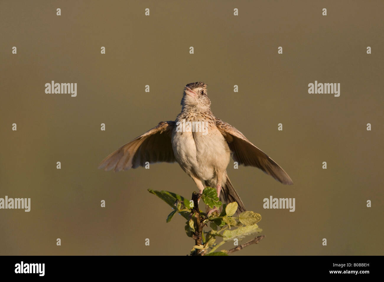 Rufous naped Lark singing Stock Photo - Alamy