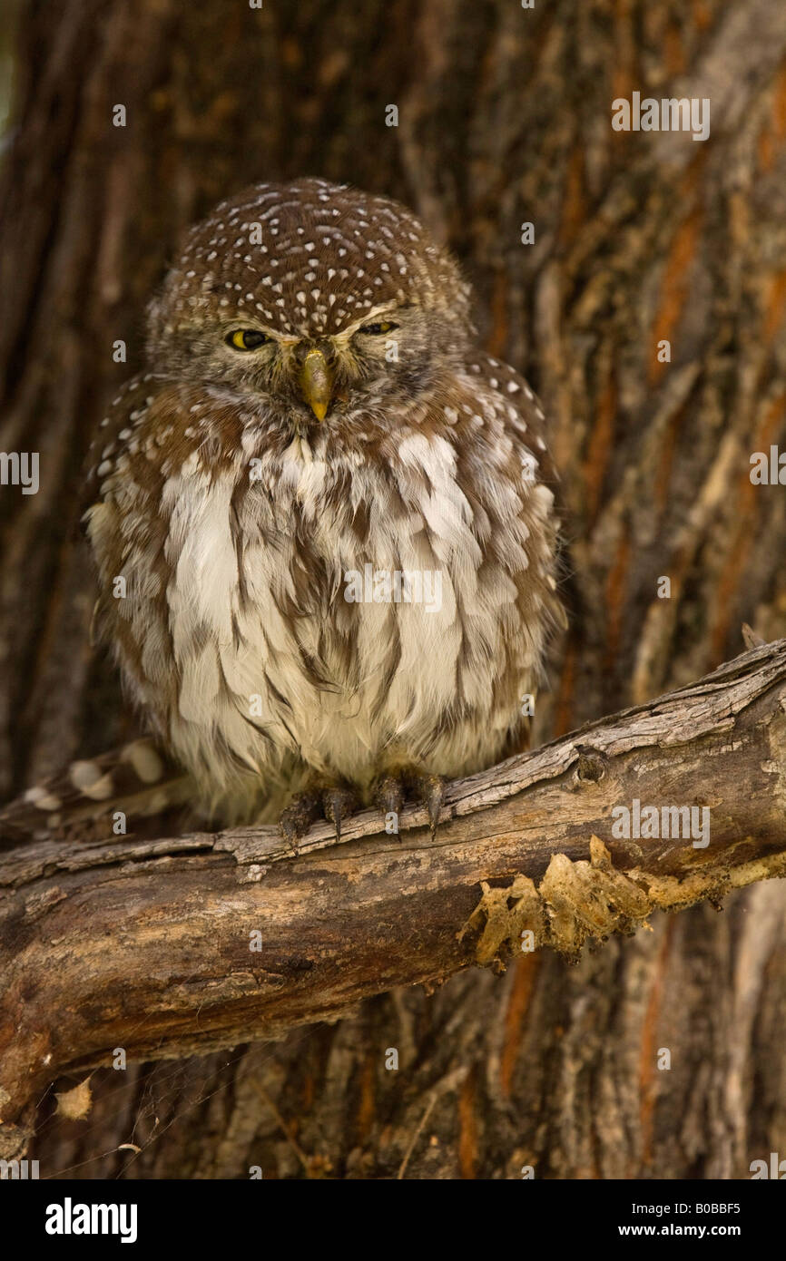 Pearl spotted Owl Africa Stock Photo - Alamy