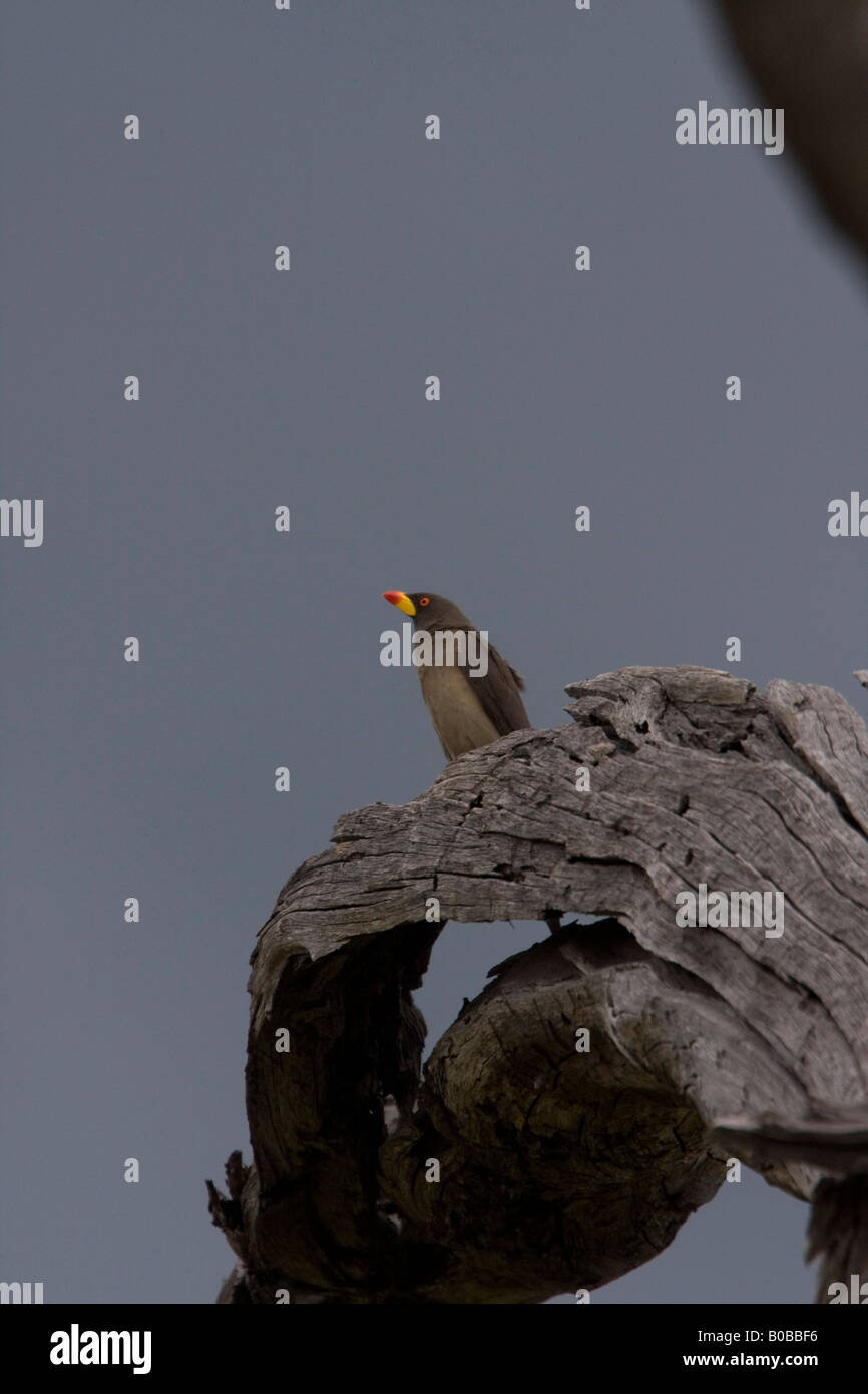 yellow billed oxpecker africa Stock Photo - Alamy