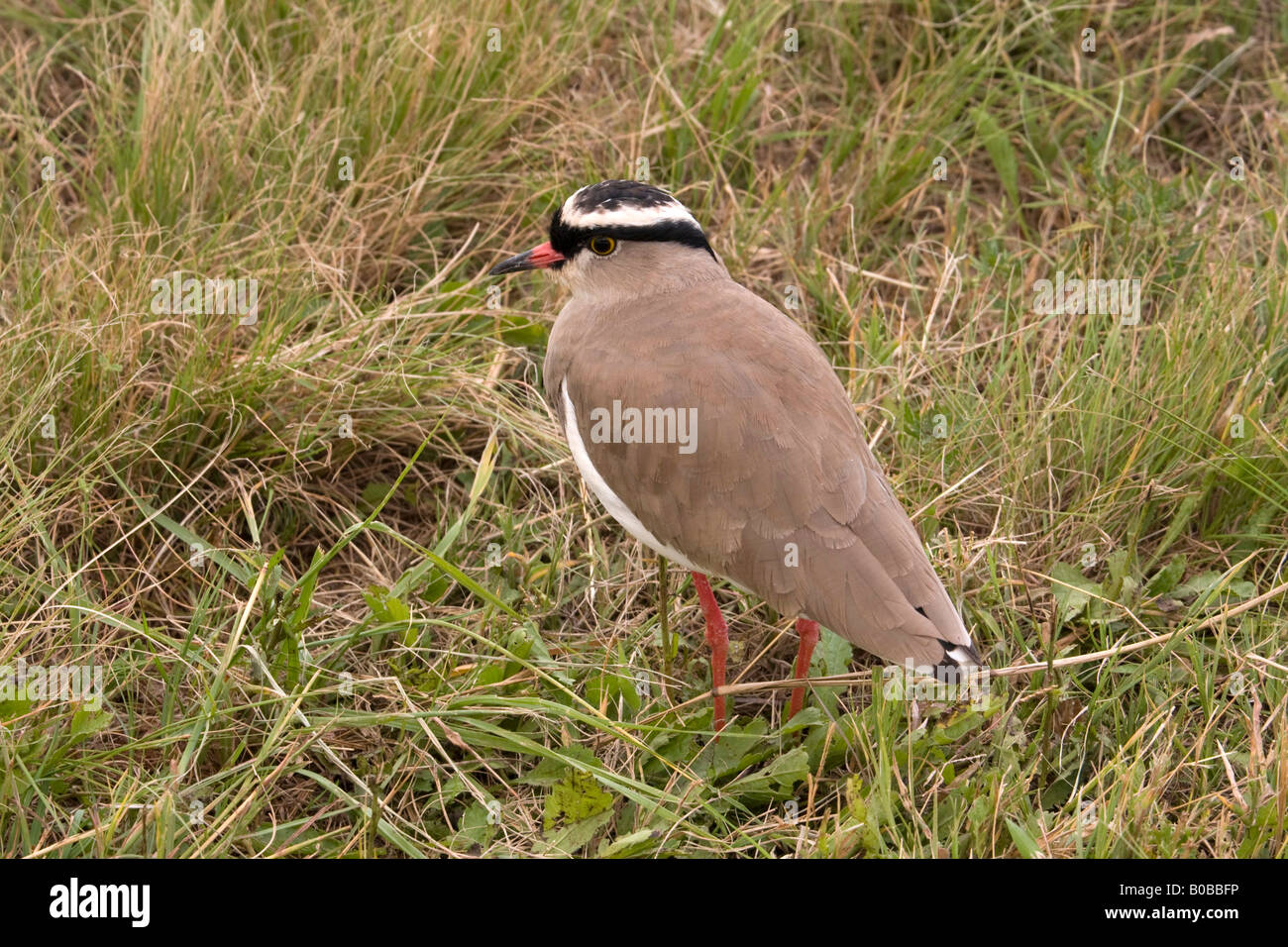 Crowned Plover Africa Stock Photo - Alamy