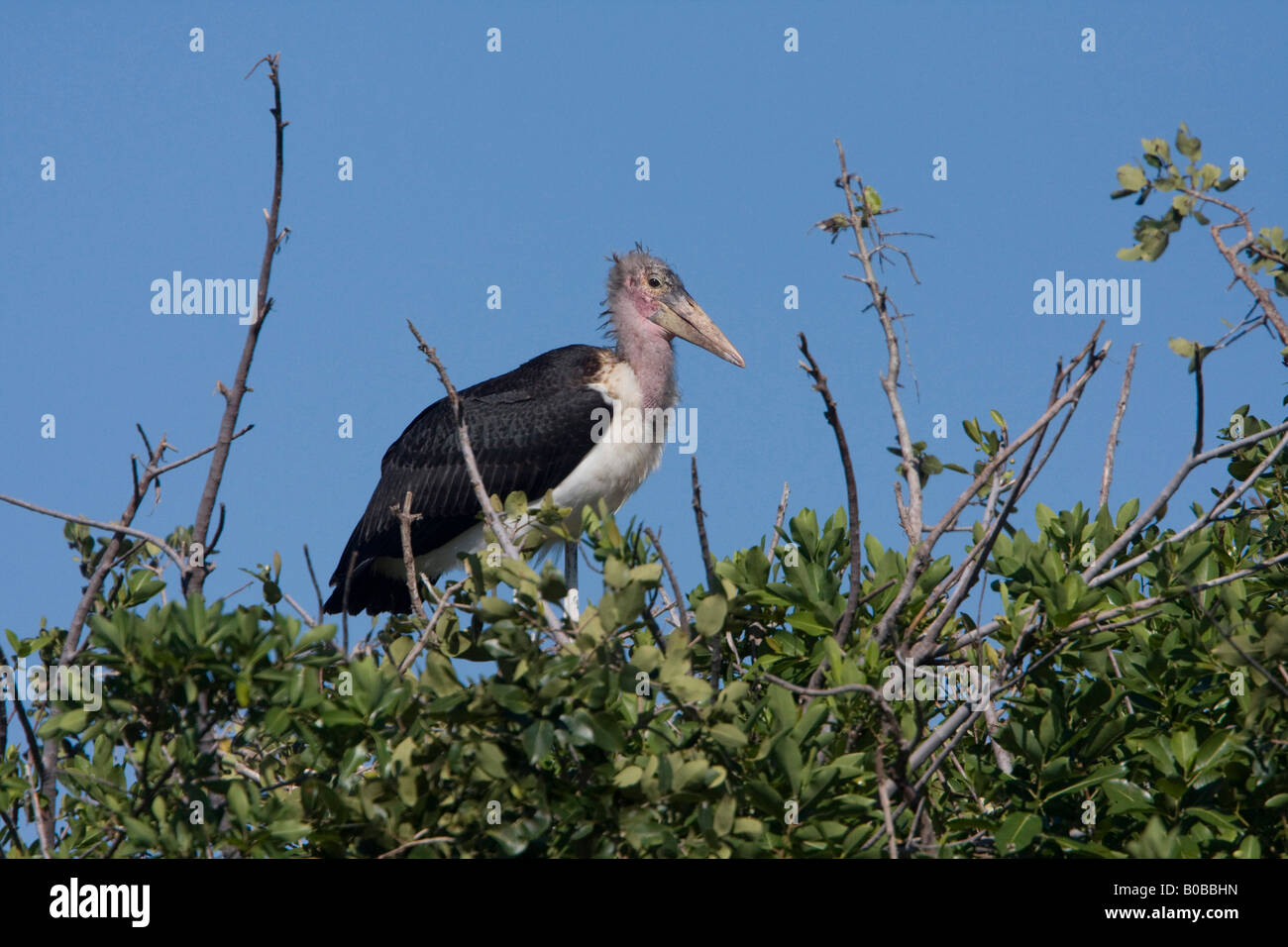 Young marabou stork nest botswana hi-res stock photography and images ...