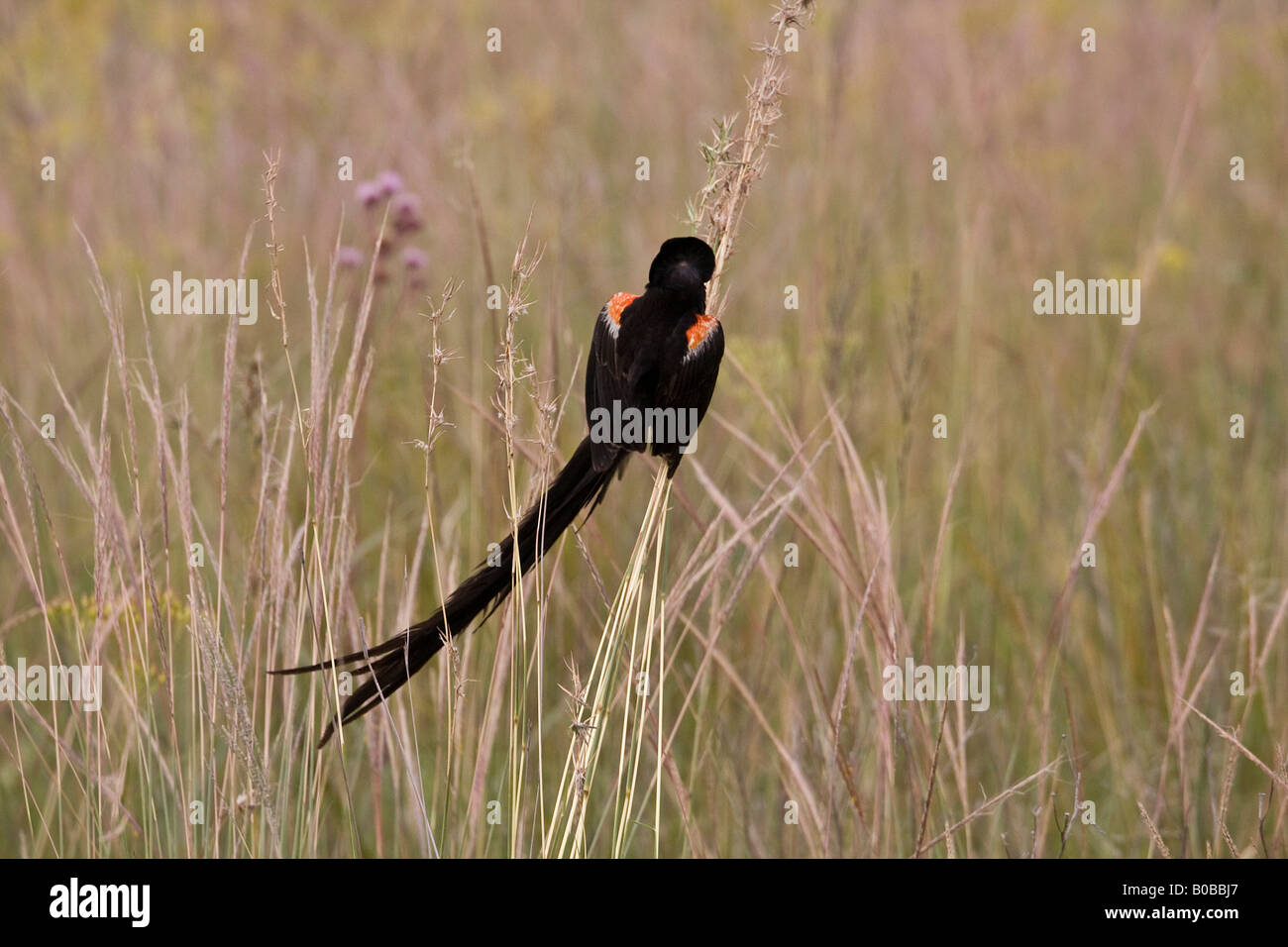 Long Tailed Widow Bird High Resolution Stock Photography and Images - Alamy