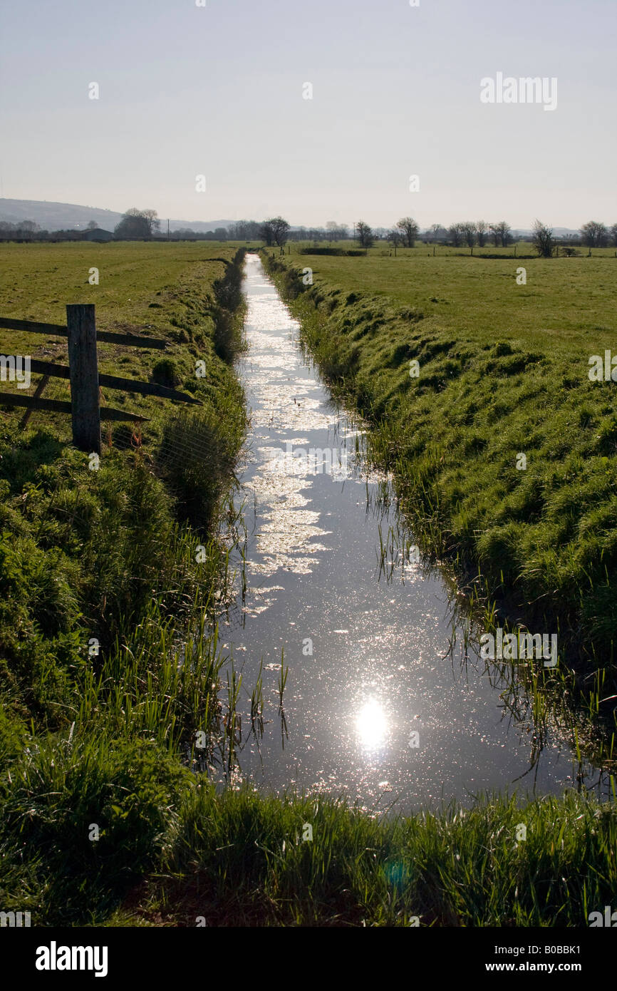 farmland drainage channel Nyland Somerset Stock Photo - Alamy