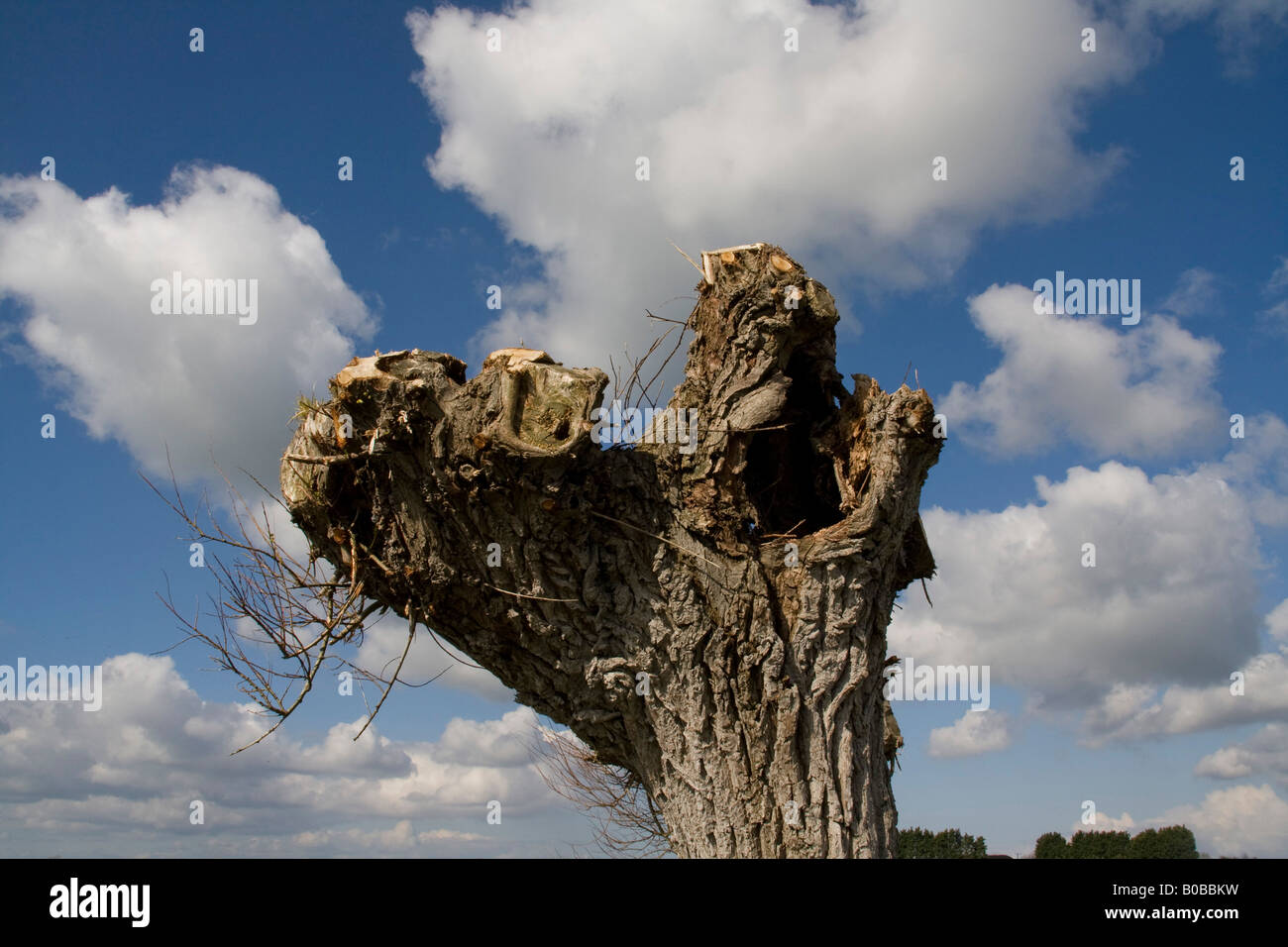 Pollarded white willow tree stump Stock Photo - Alamy