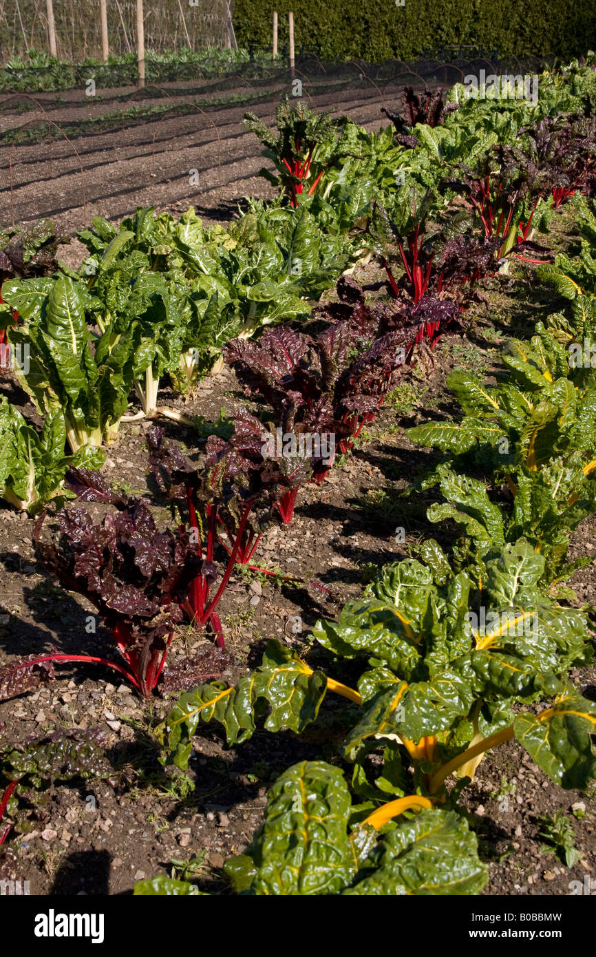 Chard Beta vulgaris var cicla also known as Swiss Chard Stock Photo - Alamy