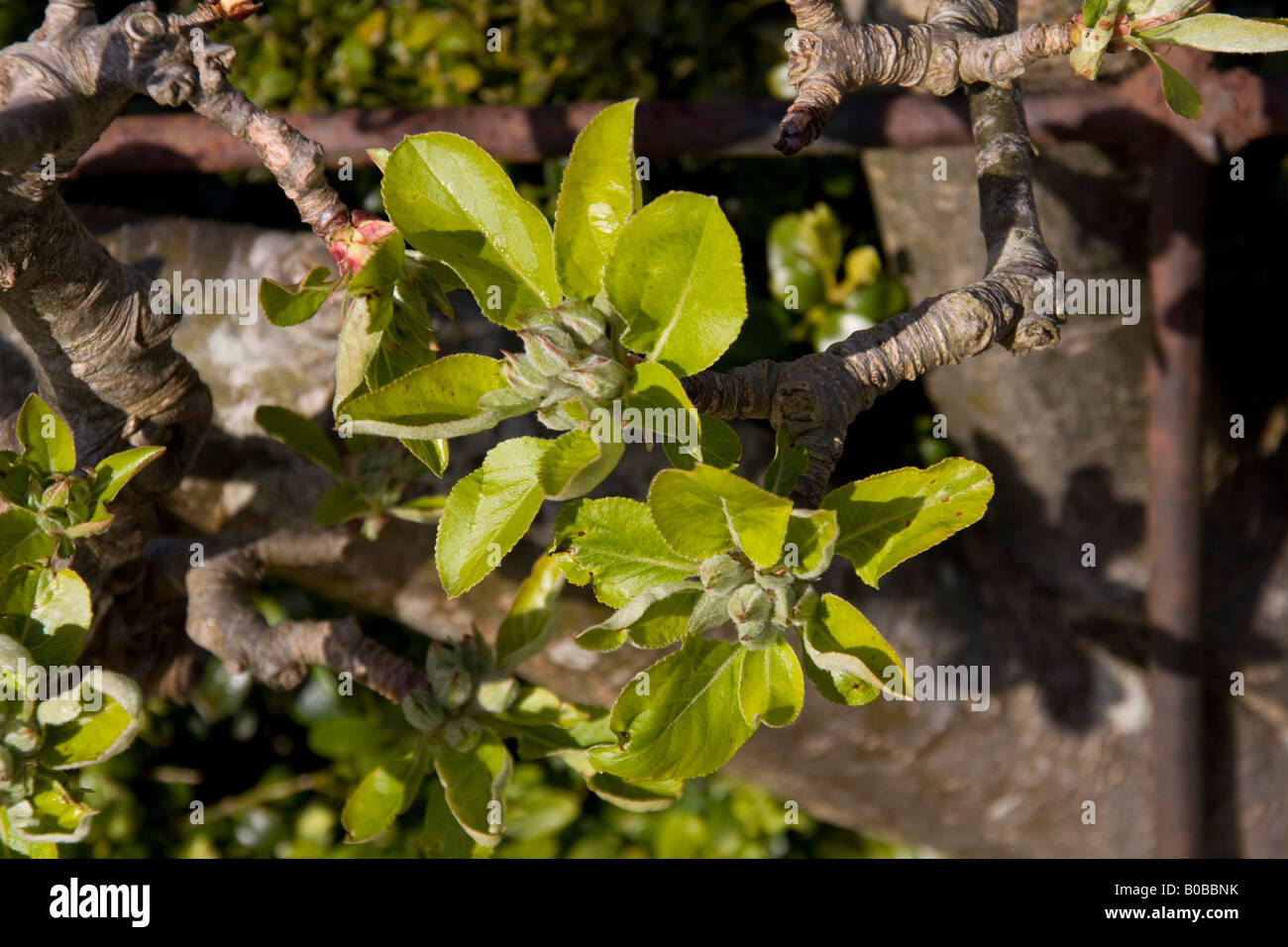 Apple blossom buds verity arthur turner Stock Photo - Alamy