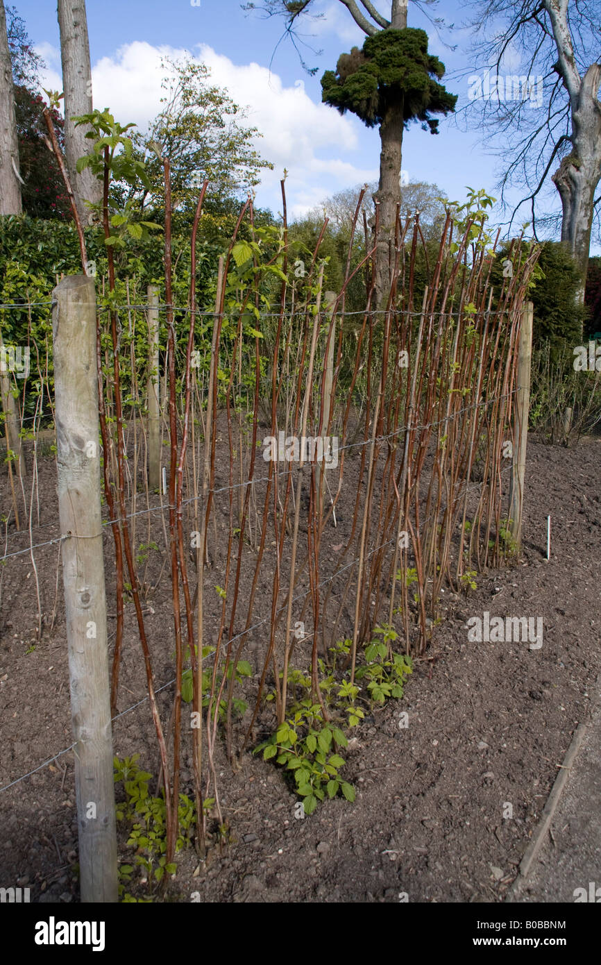 Raspberry canes hi-res stock photography and images - Alamy