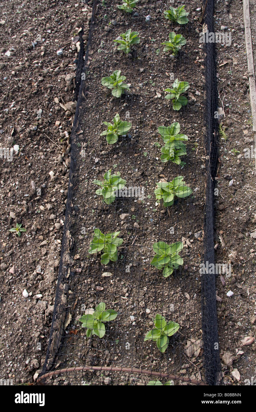 Netted hi-res stock photography and images - Alamy