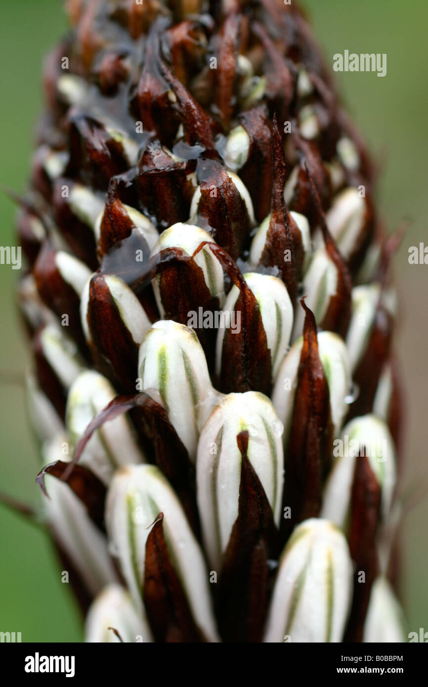 ASPHODELIUS ALBUS FLOWER DETAIL Stock Photo - Alamy