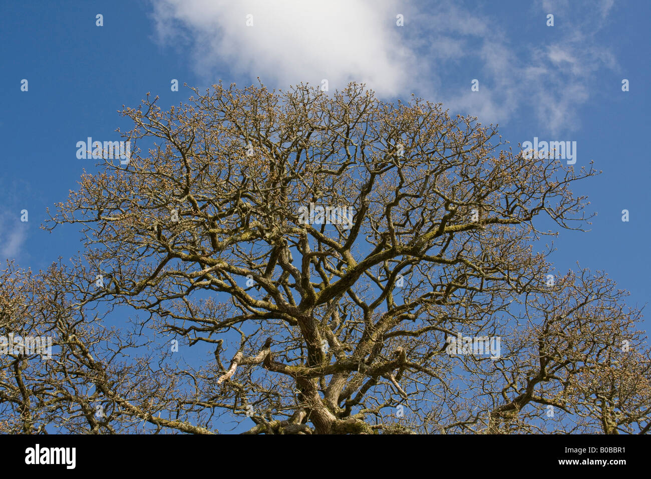 Oak leaf buds hi-res stock photography and images - Alamy