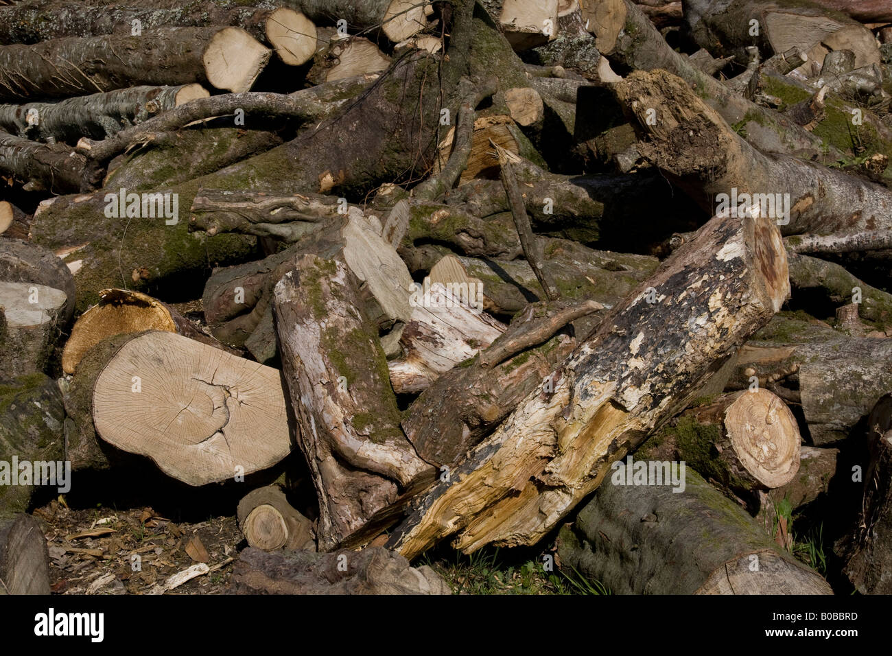 stack of old logs ready for firewood Stock Photo - Alamy
