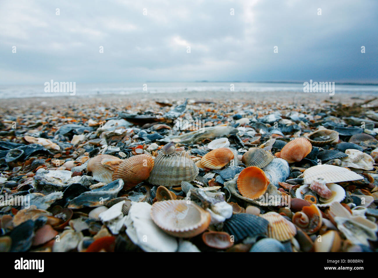 Shells on Edisto Beach, South Carolina coast near Charleston Stock ...