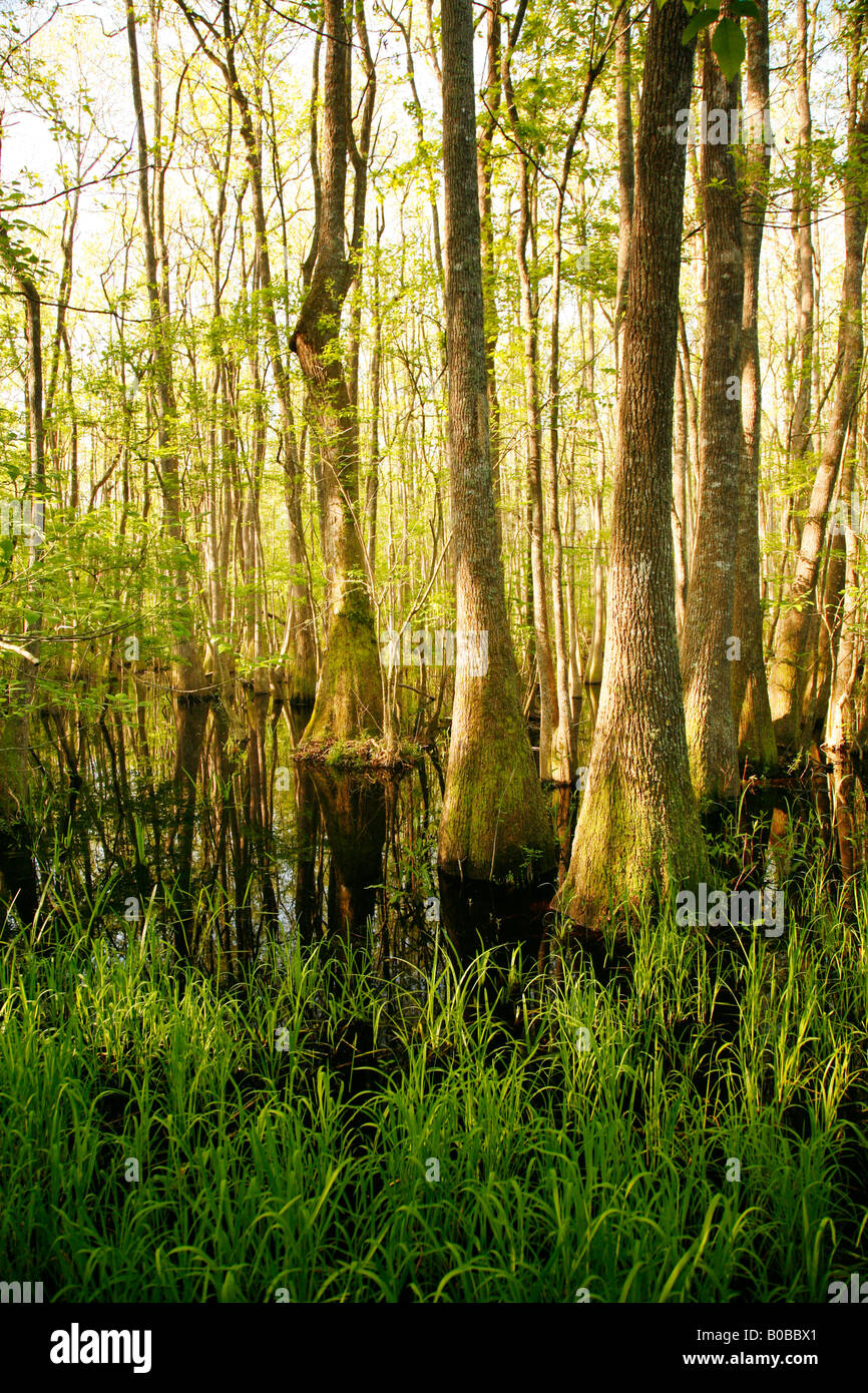 Cypress Swamp, Congaree National Park, South Carolina Stock Photo - Alamy